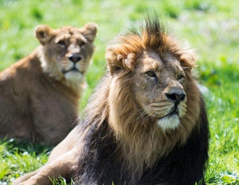 The Lion King Jr Script PDF | Free Download